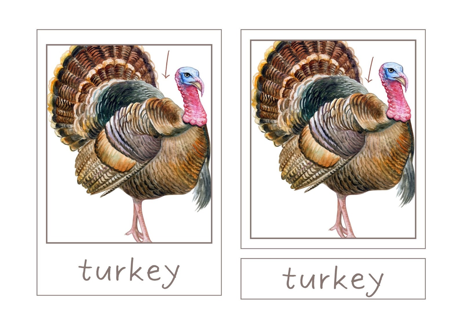 TURKEY ANATOMY 2 Part Vocabulary Cards Plus Poster - Etsy