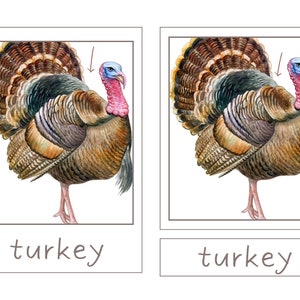 TURKEY ANATOMY 2 Part Vocabulary Cards Plus Poster - Etsy