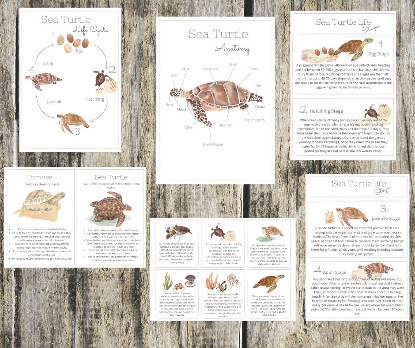 SEA TURTLE Mini Unit Printable Pack-charlotte Mason Inspired - Etsy