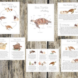 SEA TURTLE Mini Unit Printable Pack-charlotte Mason Inspired - Etsy