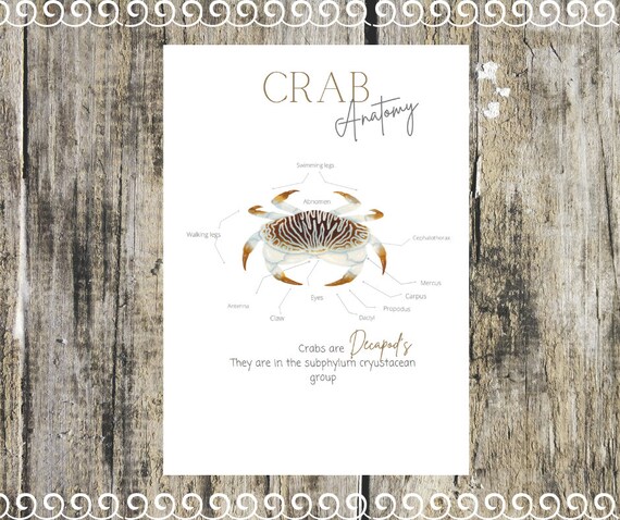 Anatomy of a Crab Natural Learning Printable | Etsy