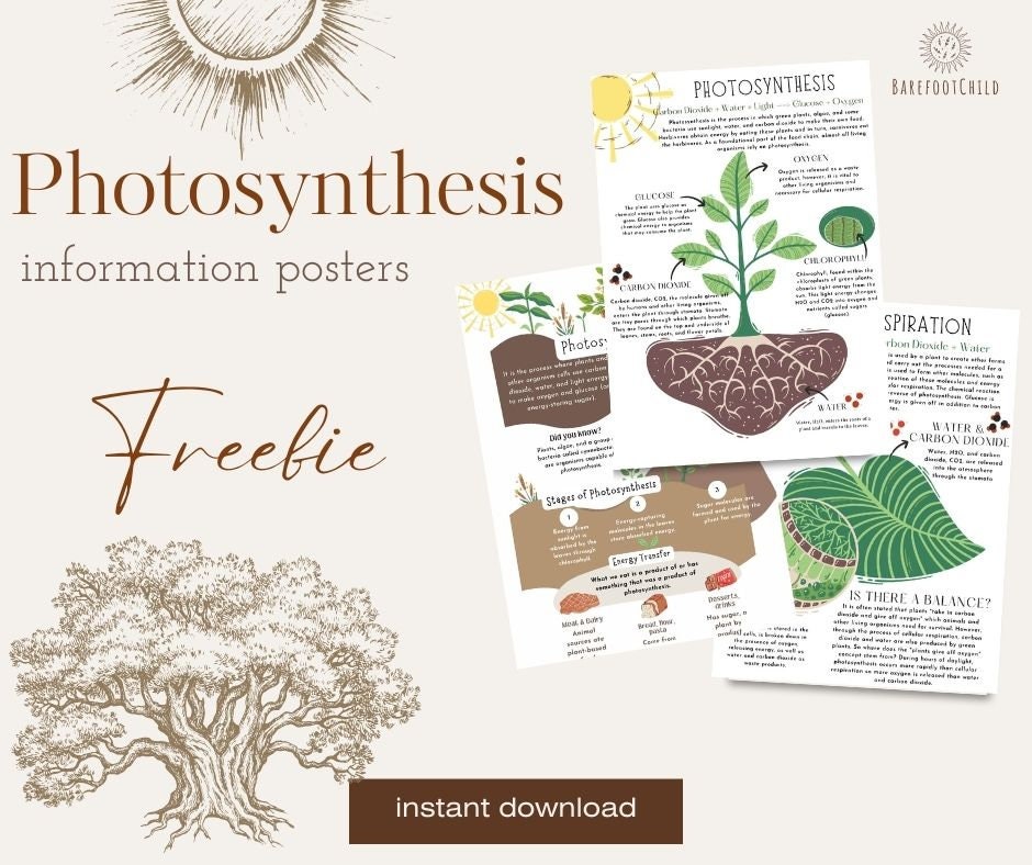 3 Photosynthesis Information Posters Pack - Etsy