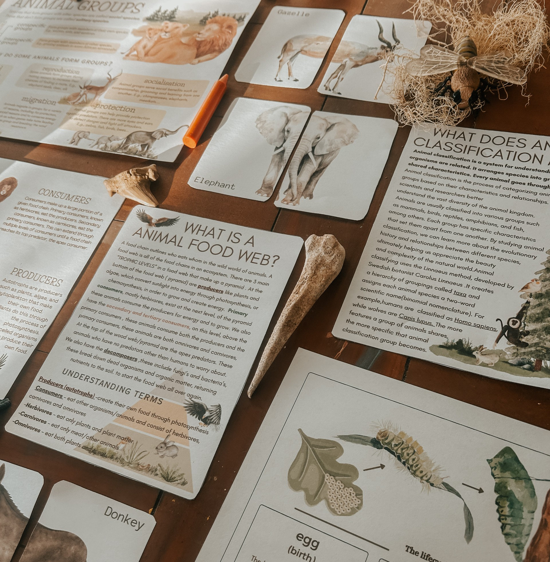 Animal Classification Mini Study Unit - Etsy