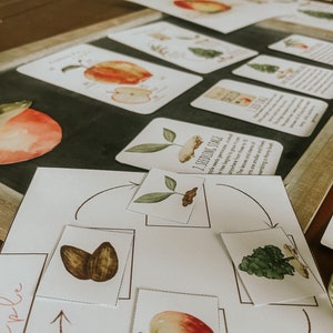 Apple Unit Study - Charlotte Mason - Nature Study - Etsy