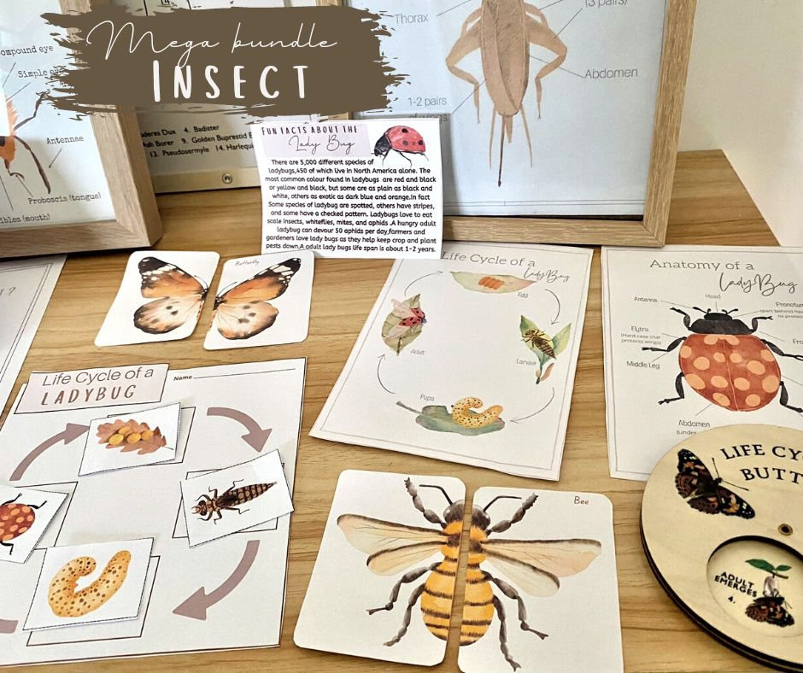 Mini Insect Unit - Nature Study - Etsy