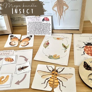 Mini Insect Unit - Nature Study - Etsy