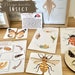 Mini Insect Unit - Nature Study - Etsy
