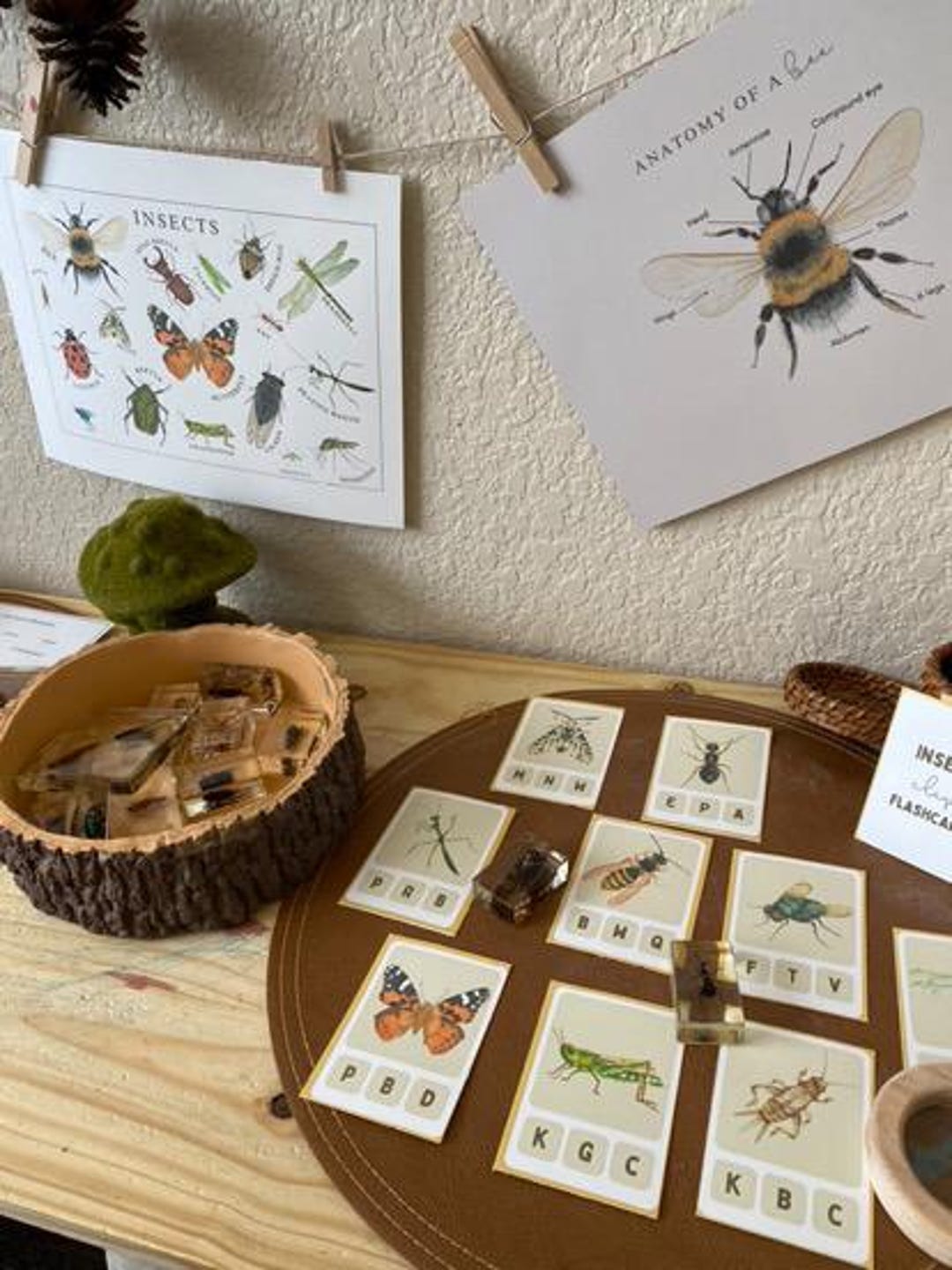 Insect Unit Study | Nature School - Etsy