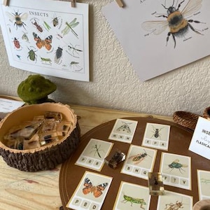 Insect Unit Study | Nature School |summer Study - Etsy