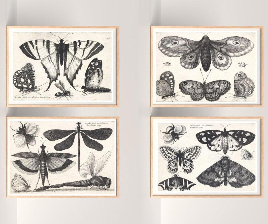 4 Vintage INSECT Posters - NATURE Classroom - Etsy