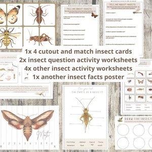 Mini Insect Unit - Nature Study - Etsy