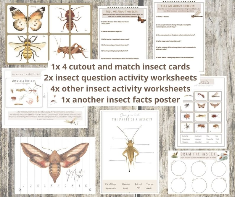Mini Insect Unit - Nature Study - Etsy