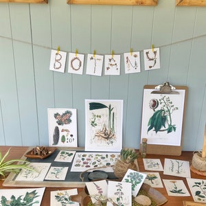 Vintage Botanic Classroom Decor - Charlotte Mason - Reggio Emillia - Etsy