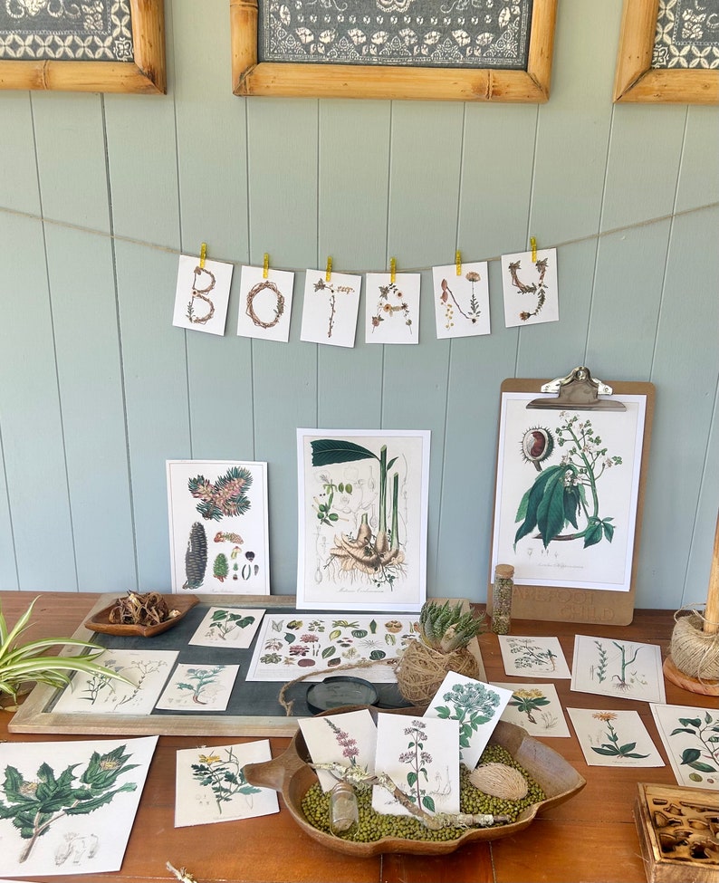 Vintage Botanic Classroom Decor - Charlotte Mason - Reggio Emillia - Etsy