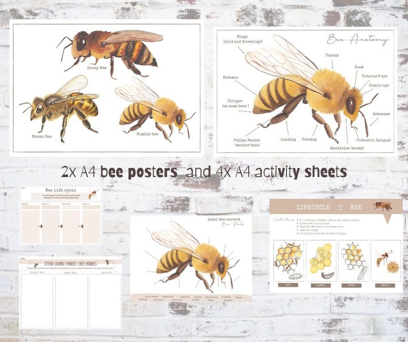 Mini Bee Study Flashcards - Etsy