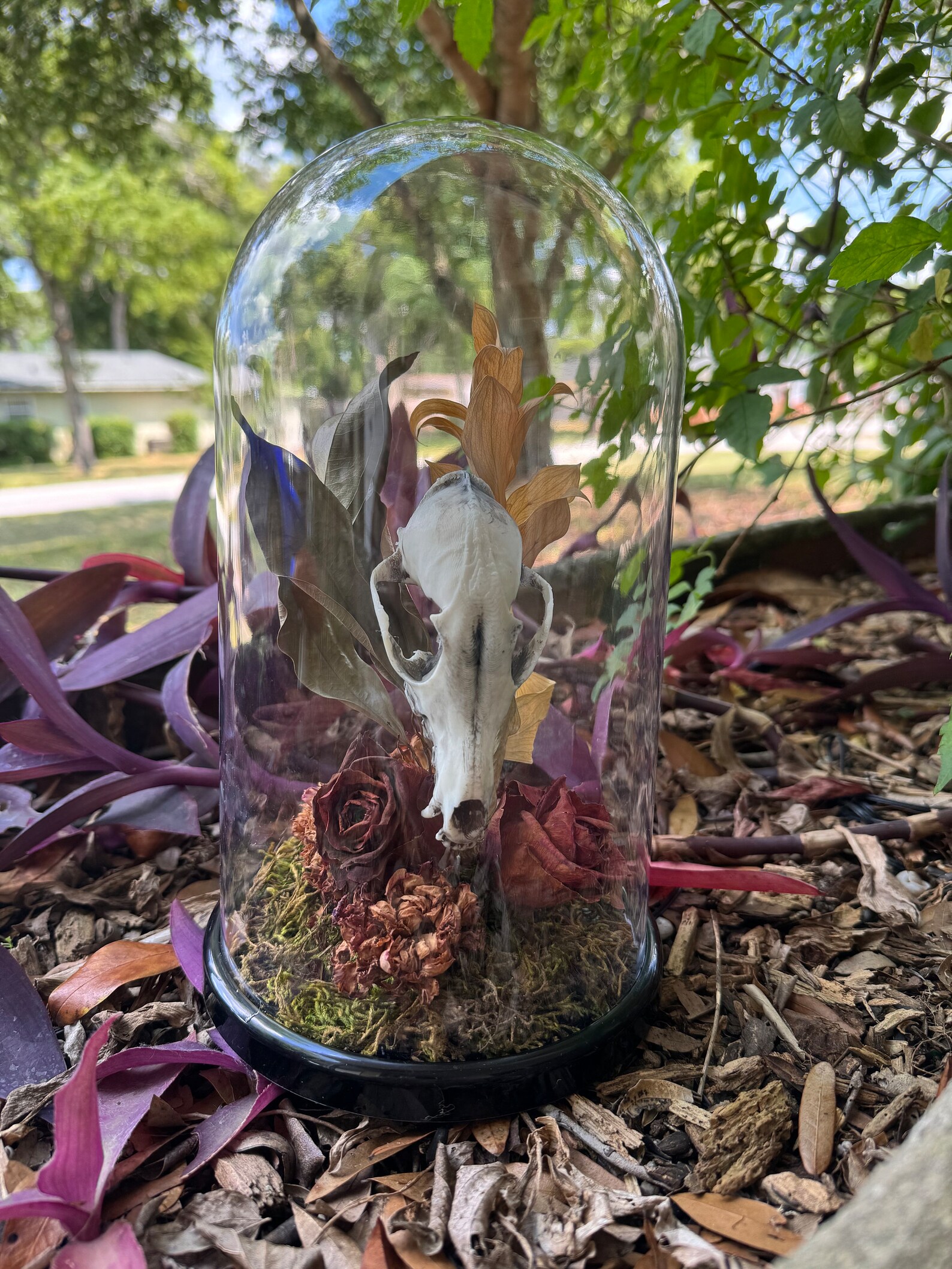 Replica of a Red Fox Skull - Etsy