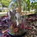 Replica of a Red Fox Skull - Etsy