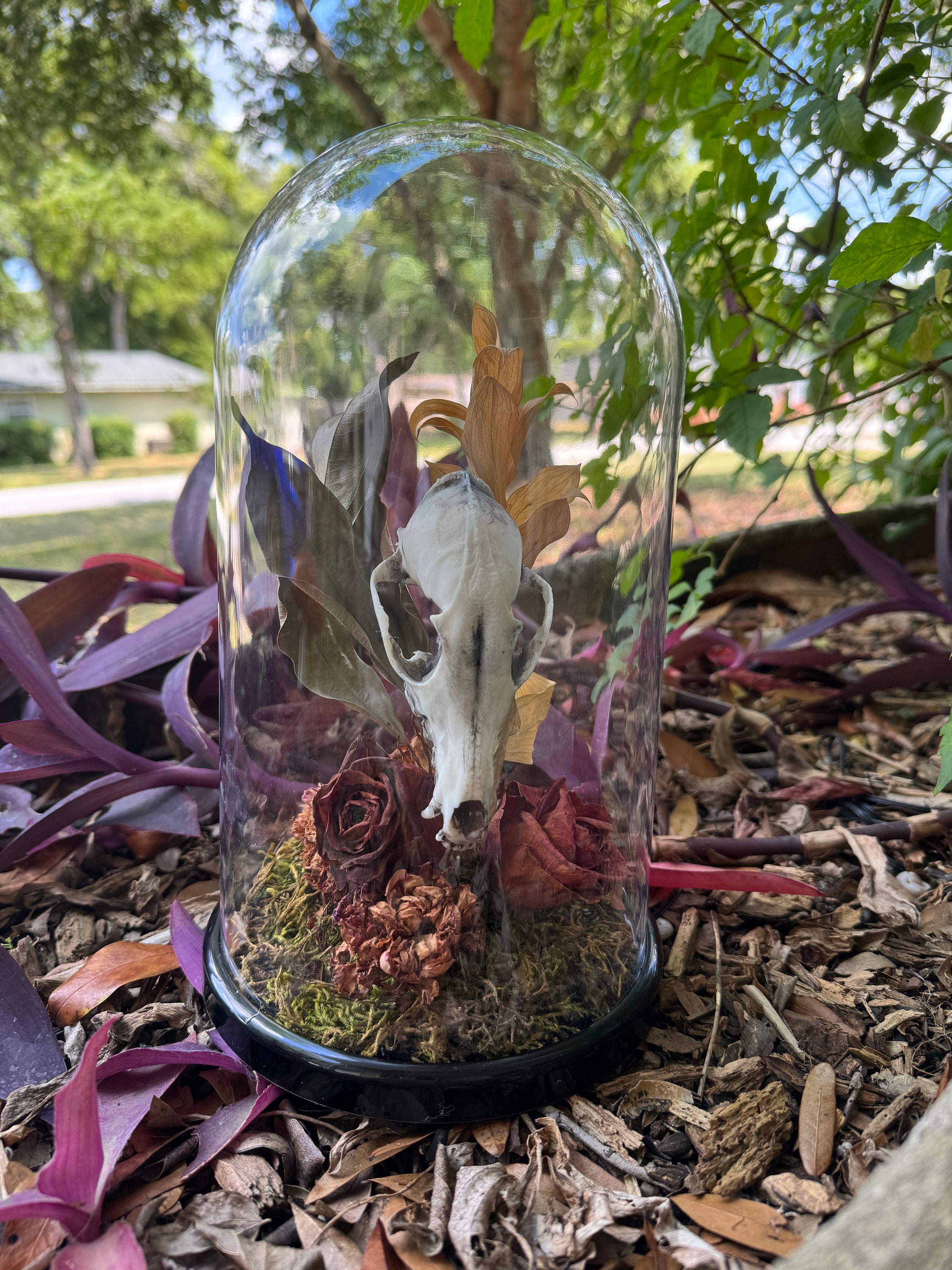 Replica of a Red Fox Skull - Etsy