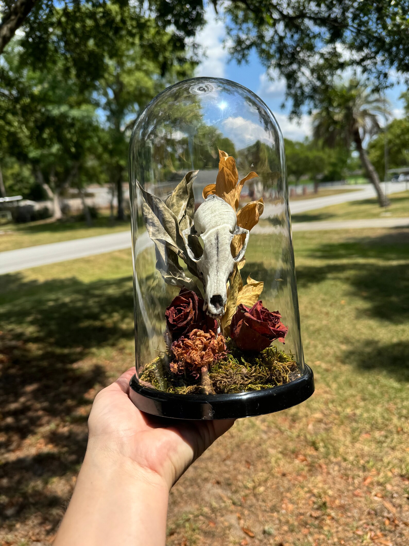 Replica of a Red Fox Skull - Etsy