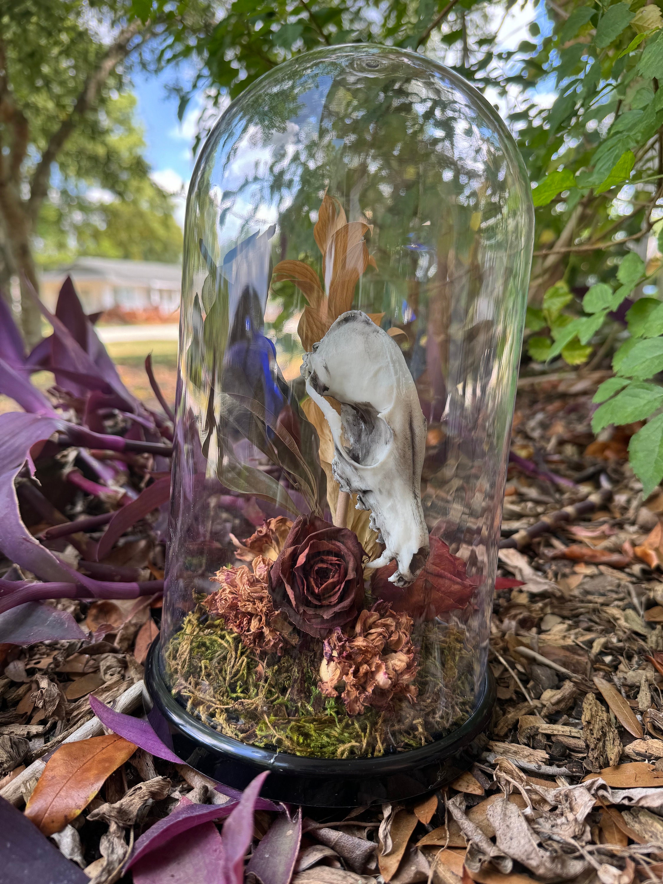 Replica of a Red Fox Skull - Etsy