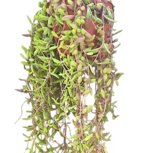 Rare String of Ruby Necklace Succulent Plant Unique Vertical Gardens ...