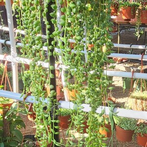 String of Tears Succulent String of Lemon Curio Herreaeus Trailing ...