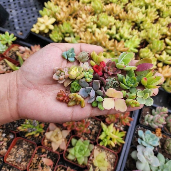 Mini Assorted Succulents - Etsy