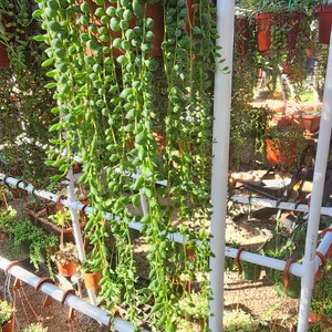 String of Tears Succulent String of Lemon Curio Herreaeus Trailing ...