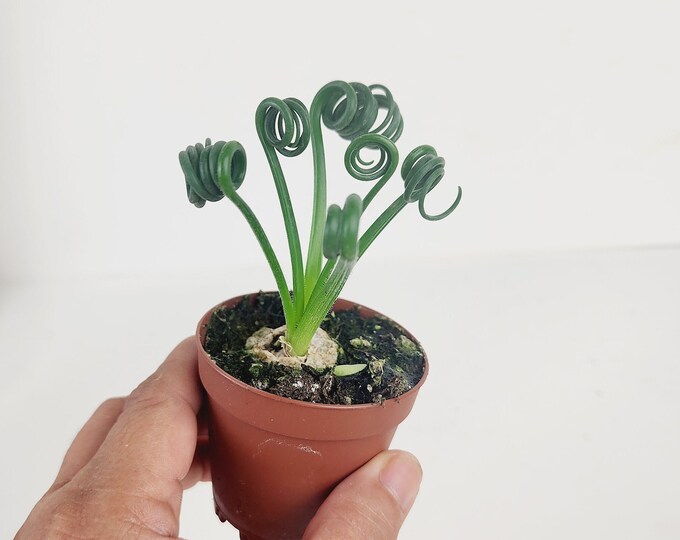 Frizzle Sizzle, Albuca Spiralis, Exotic Rare Succulent, Curly Grass ...