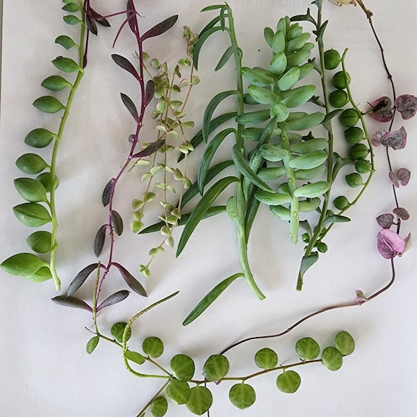 Trailing Succulents - Etsy