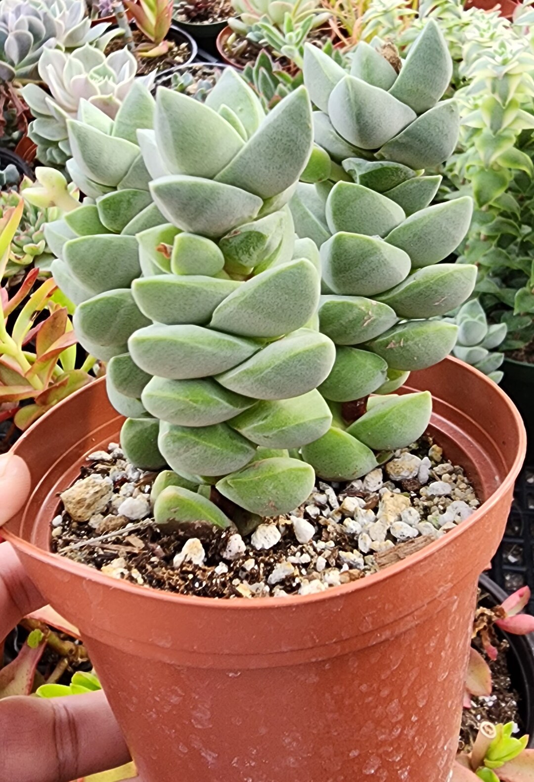 Crassula Moonglow 4 Inch Live Succulent Plant - Etsy