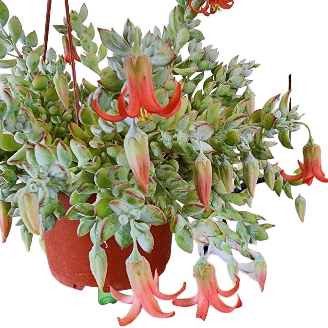 Trailing Succulent Cotyledon Pendens Hanging Plant Rare Live Gift Easy ...