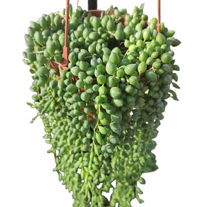 String of Tears Succulent String of Lemon Curio Herreaeus Trailing ...