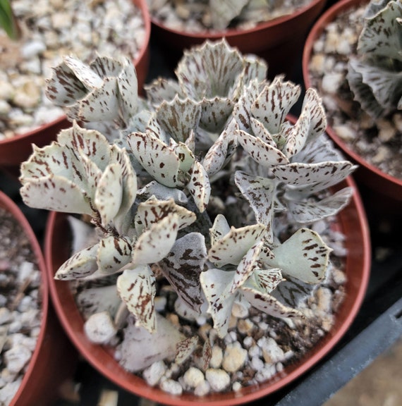 Live Rare Succulent/cactus Kalanchoe Pies From Heaven - Etsy