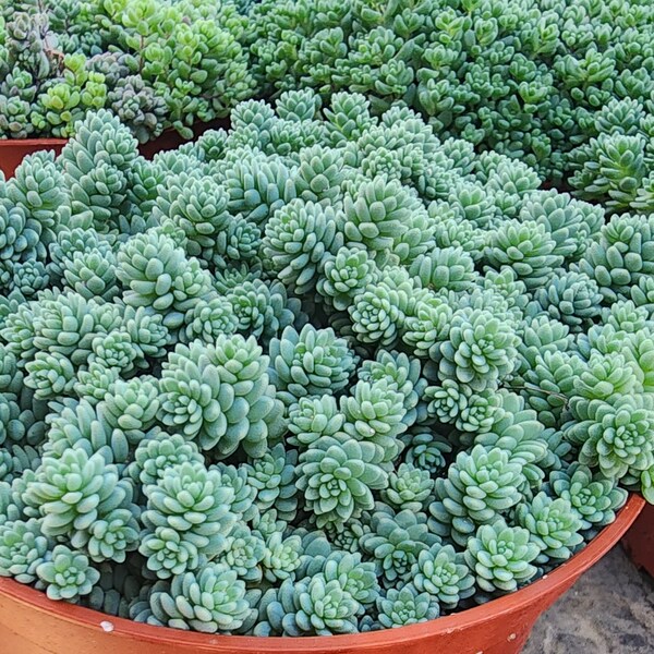 Corsican Stonecrop - Etsy