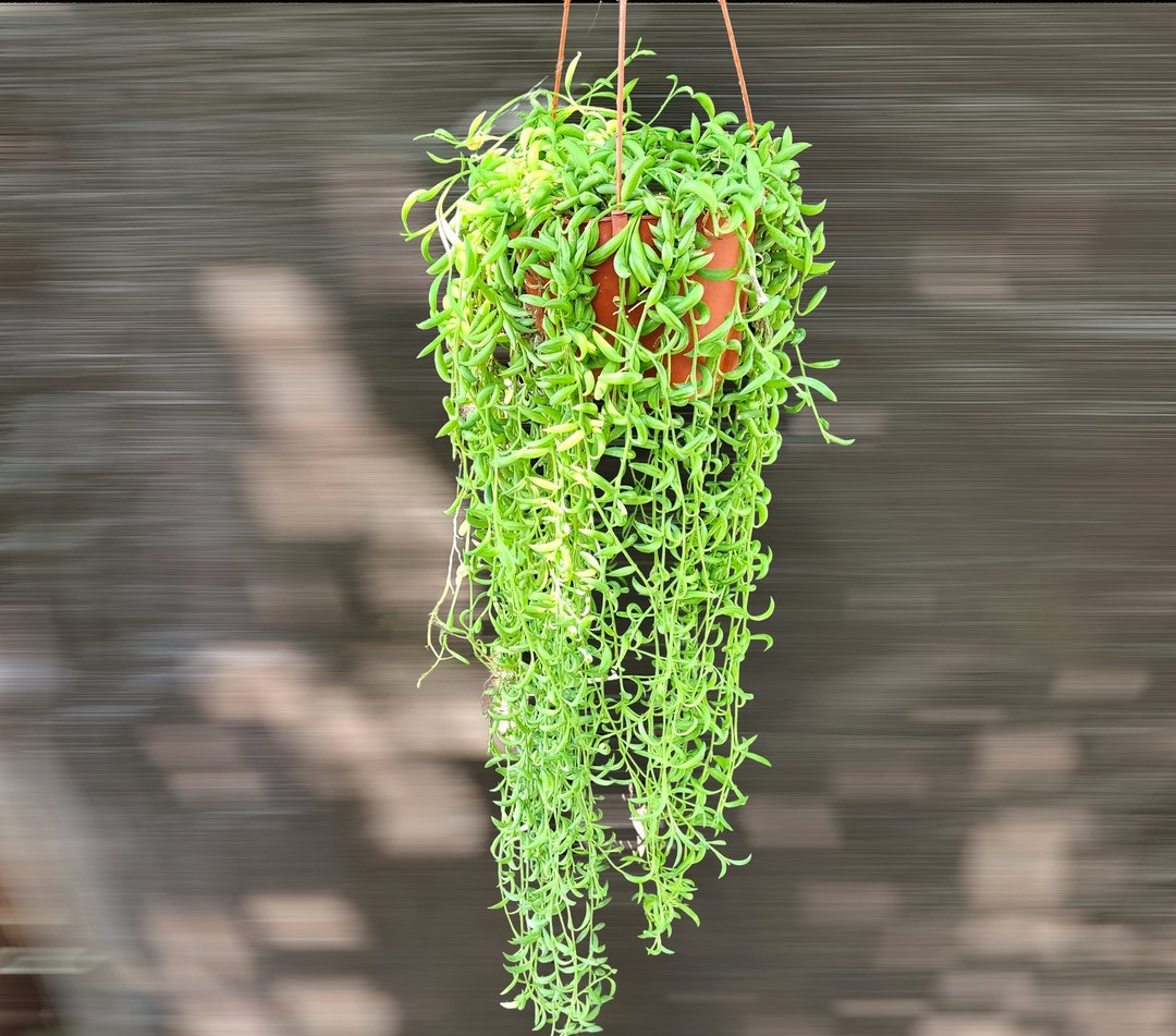 String of Banana Succulent Plant, Trailing String of Banana Plant ...