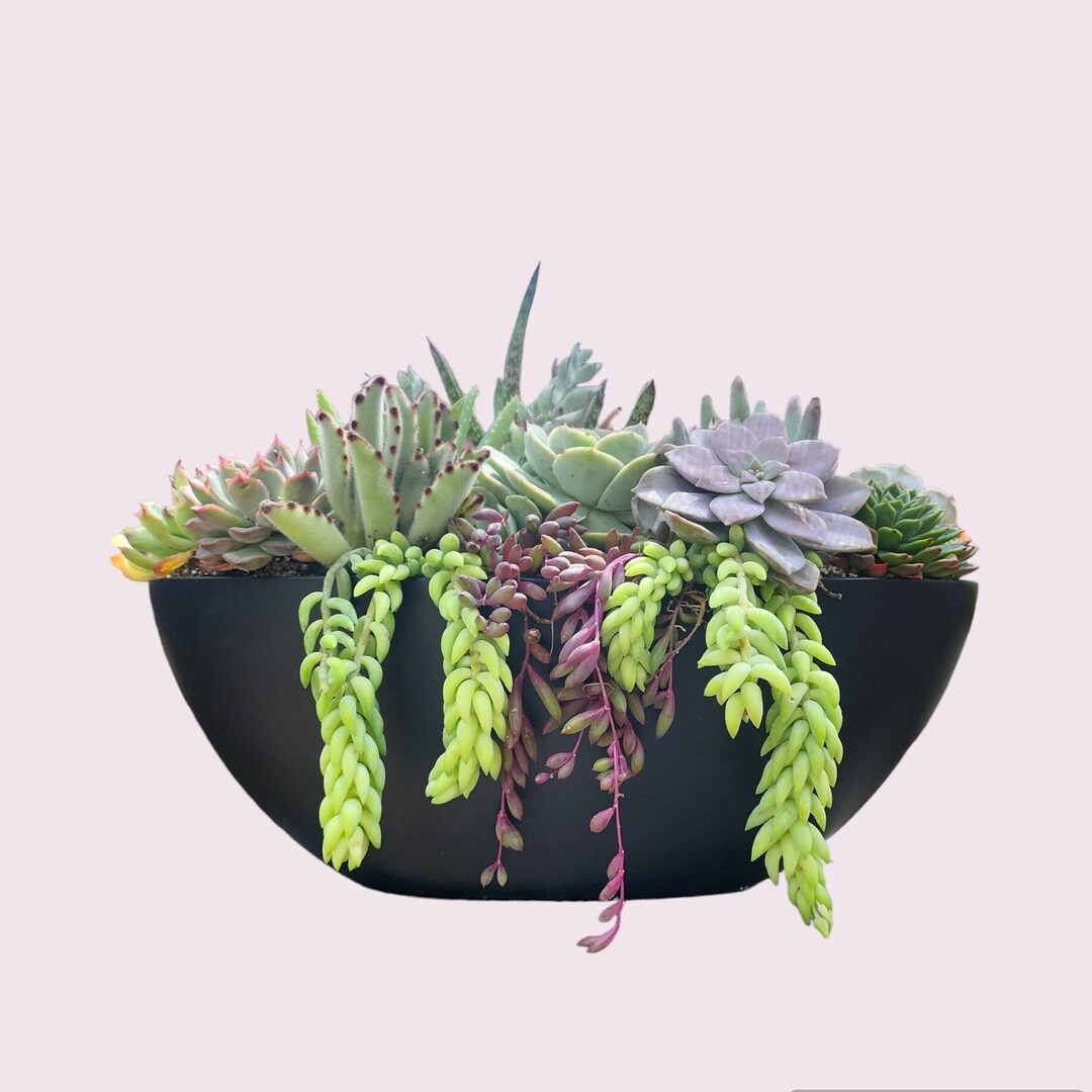 Live Succulent Arrangement Tabletop Cactus Garden Gift - Etsy