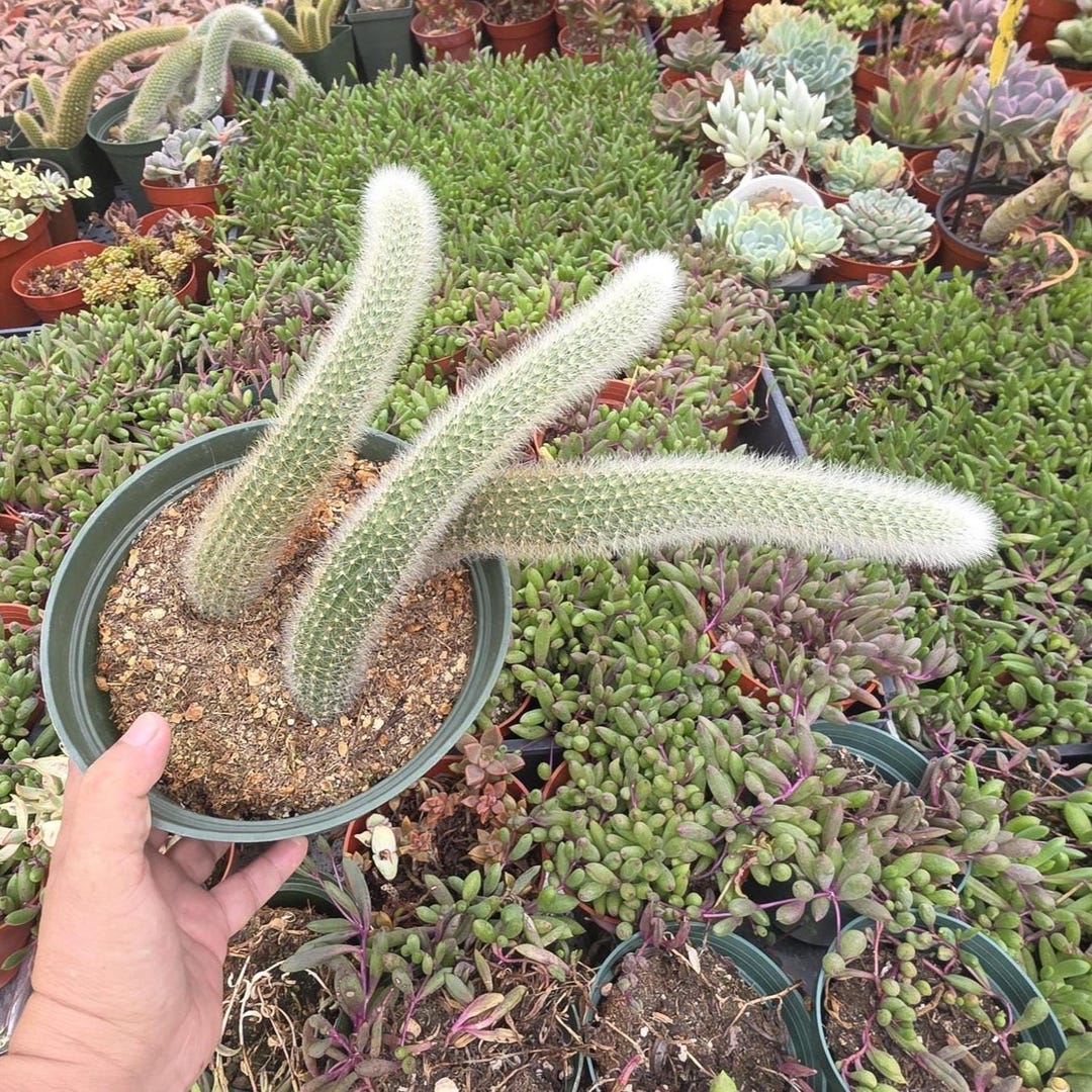 Monkey Tail Cactus – Rare Fuzzy Trailing Cactus in 6-inch Hanging Pot ...