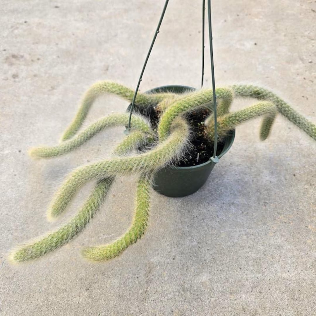 Monkey Tail Cactus Hanging Plant Rare Fuzzy Trailing Succulent Gift - Etsy