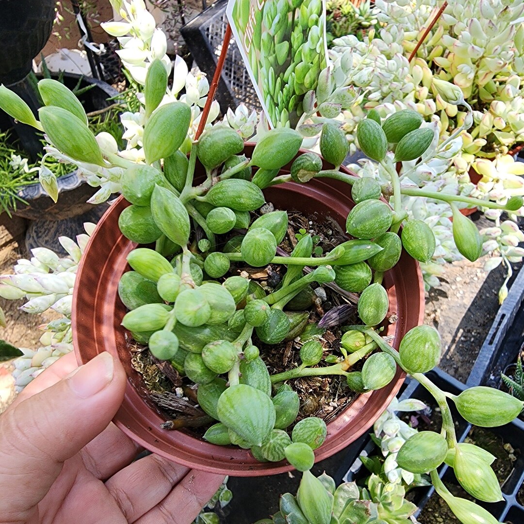 String of Watermelon Succulent: Easy Care Hanging Vine - Etsy