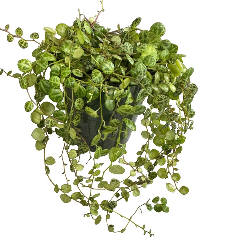 String of Turtles Peperomia Prostrata Full Pot Healthy and - Etsy