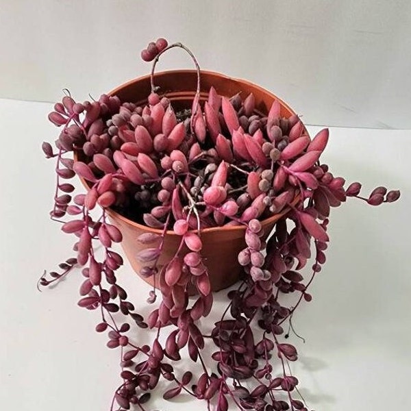 String of Ruby - Etsy