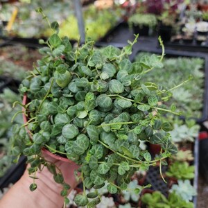 String of Turtles Peperomia Prostrata Succulent Plant Hanging - Etsy