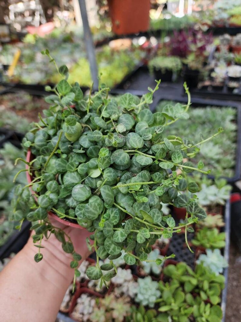 String of Turtles: peperomia Prostrata Full Pot and - Etsy