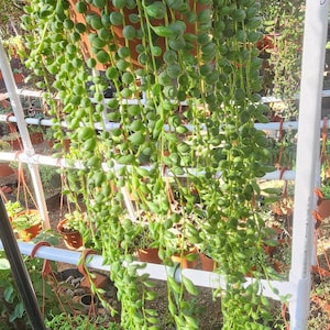 String of Tears Succulent String of Lemon Curio Herreaeus Trailing ...