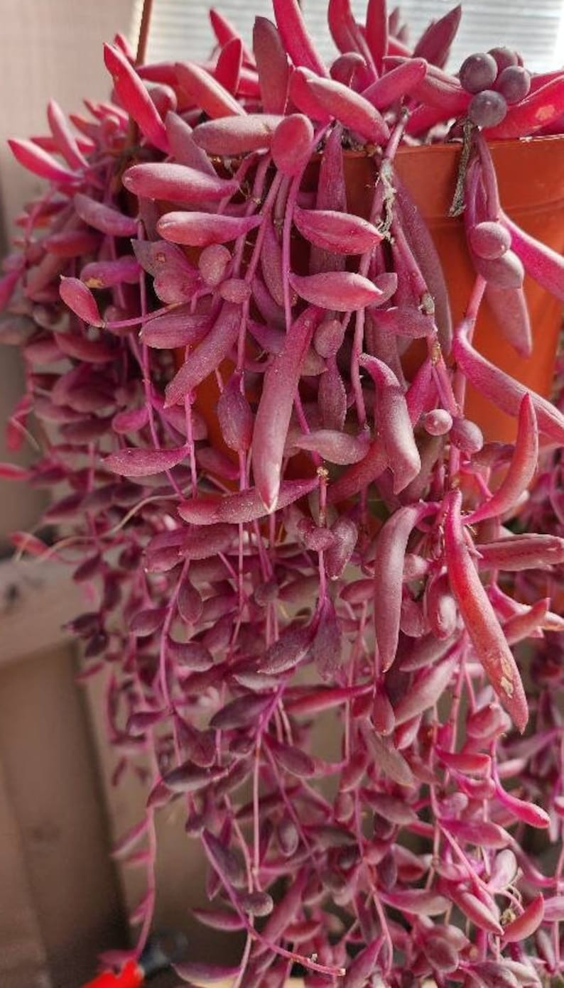 String of Rubies Ruby Necklace Succulent Othonna Capensis - Etsy