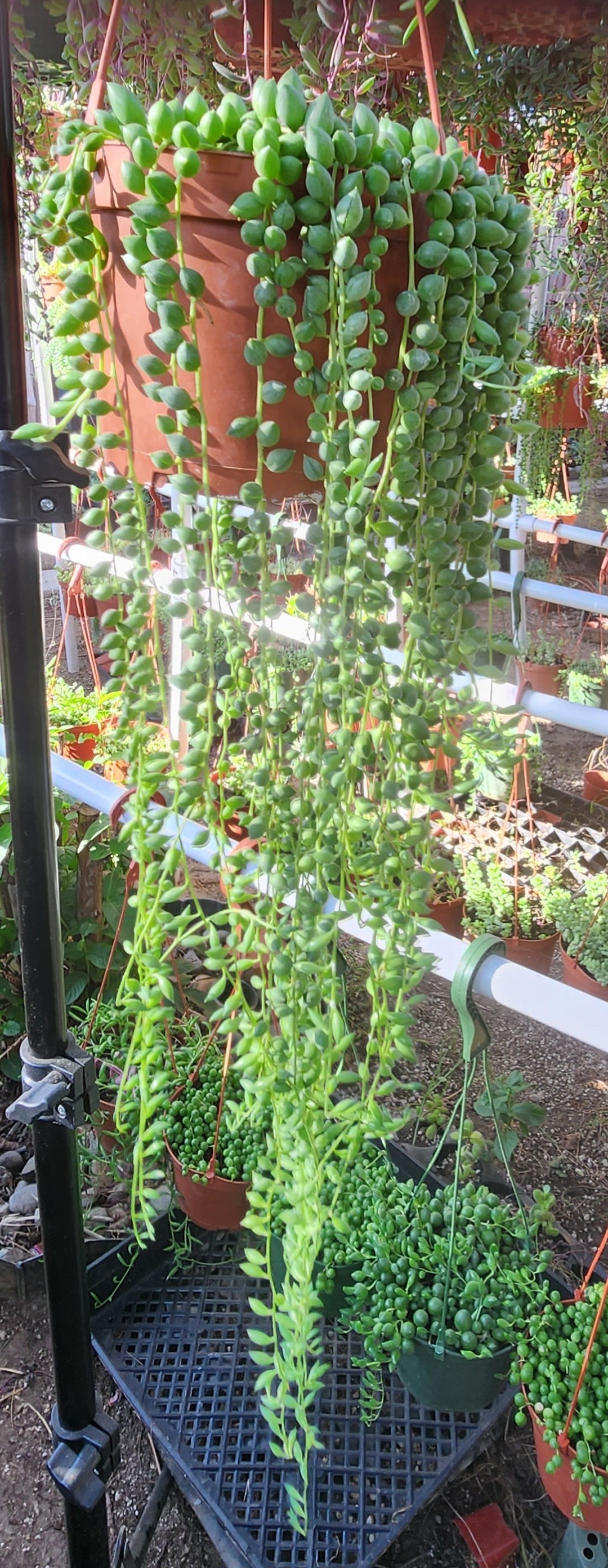 String of Tears Succulent String of Lemon Curio Herreaeus Trailing ...