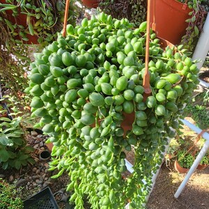 String of Tears Succulent String of Lemon Curio Herreaeus Trailing ...