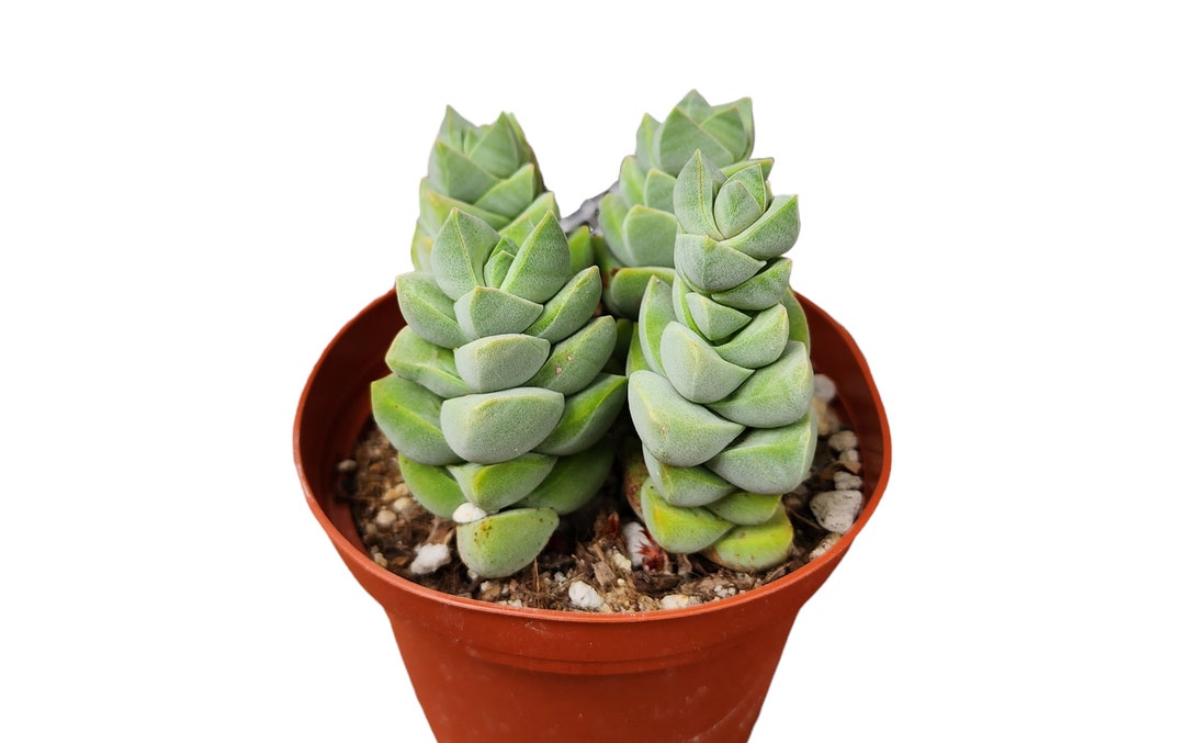 Crassula Moonglow Succulent Mature Plant Easy Care Indoor Decor Low ...