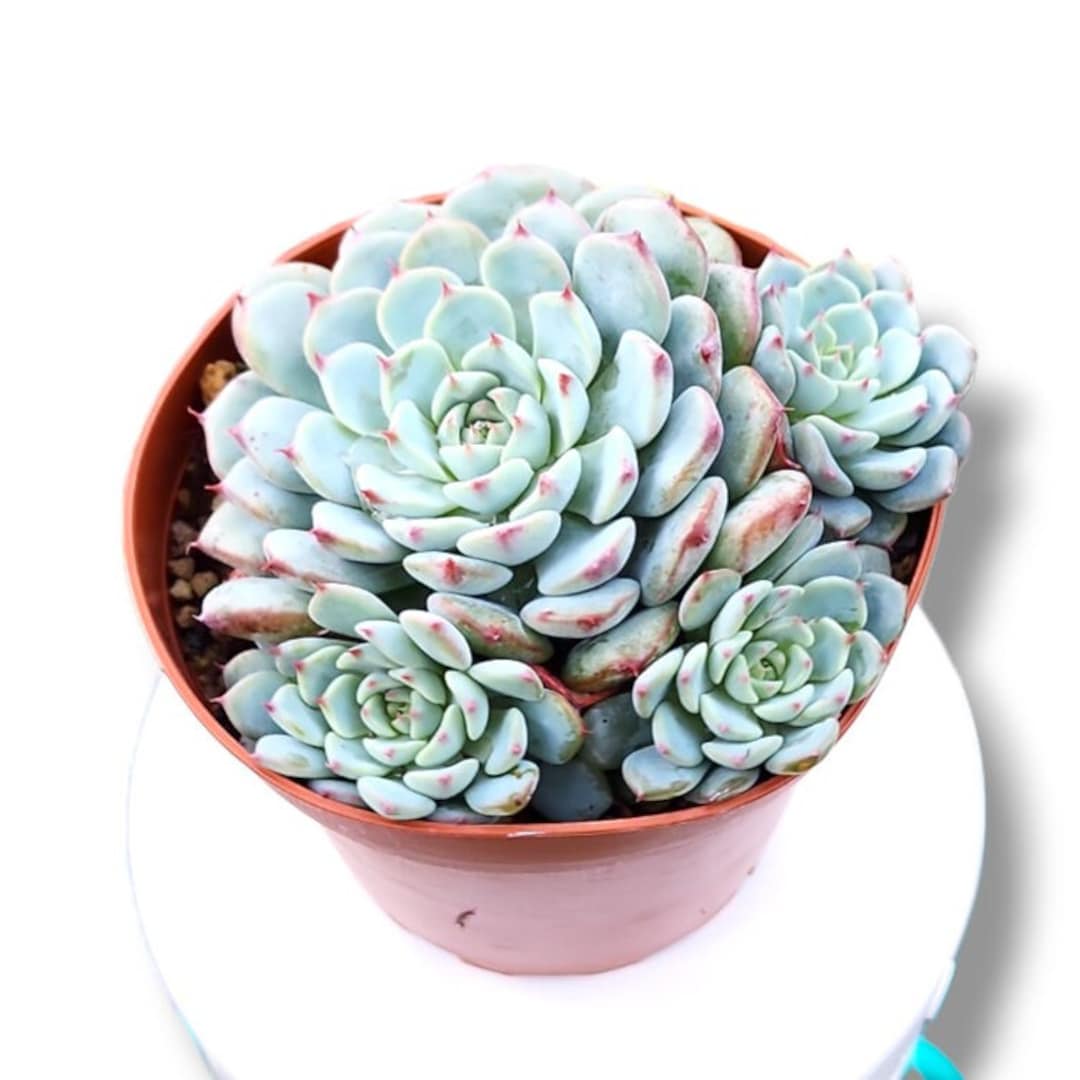 Rare Echeveria Minima Exotic Succulent Houseplants Live Easy-to-grow ...